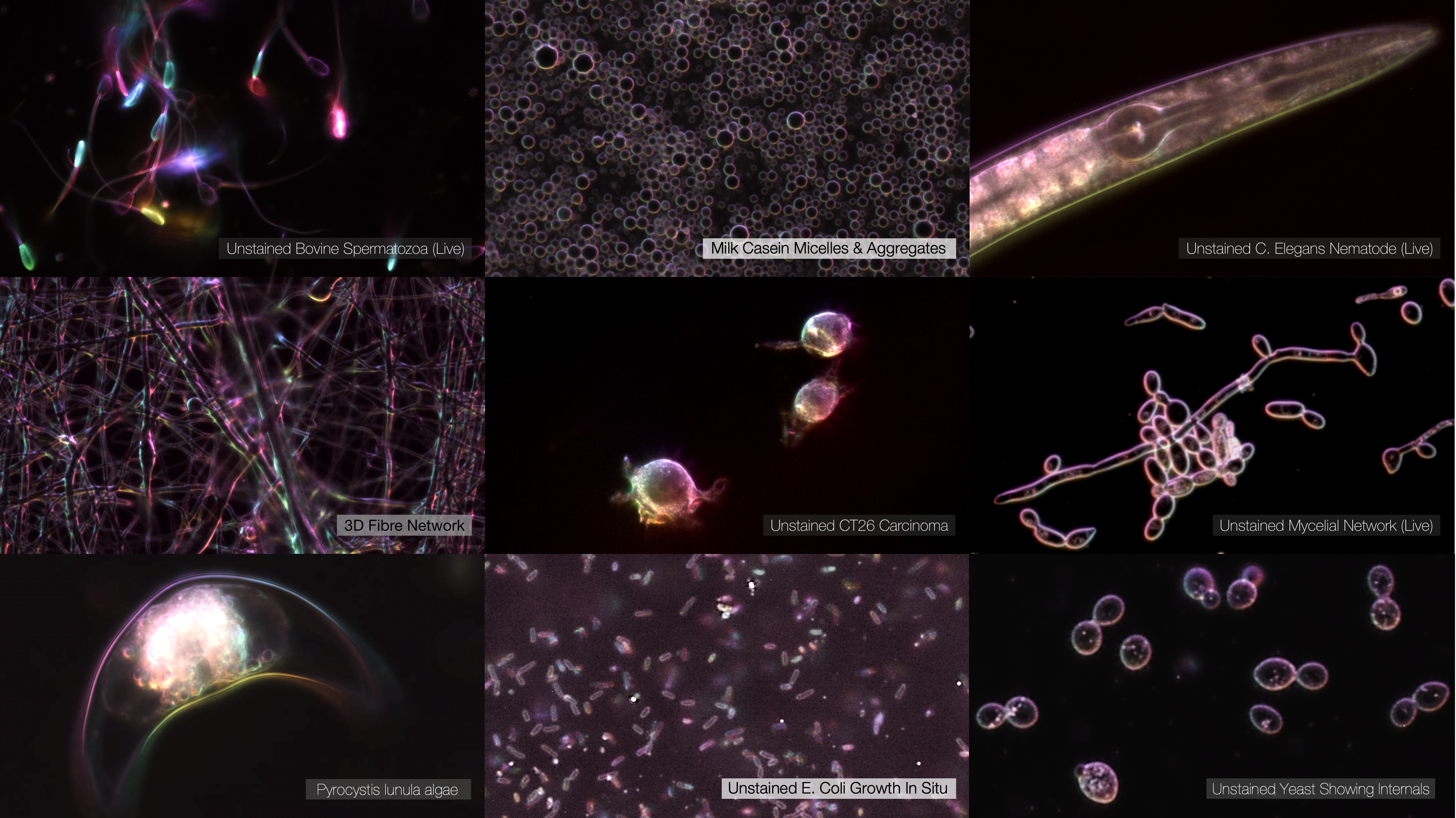 Roadshowsa Tiny Bright Things