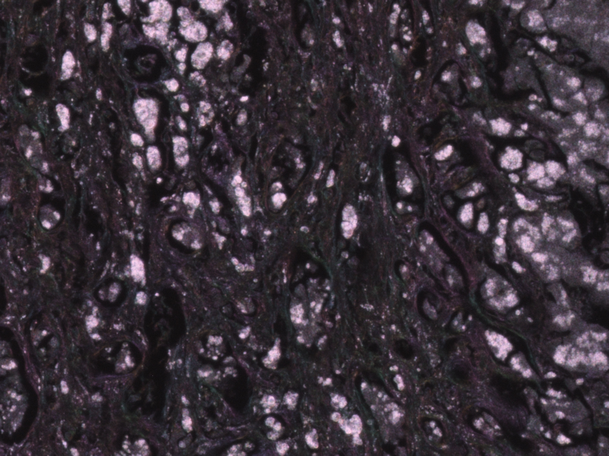 Histology • Tiny Bright Things