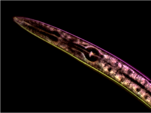 Microscale Organisms • Tiny Bright Things